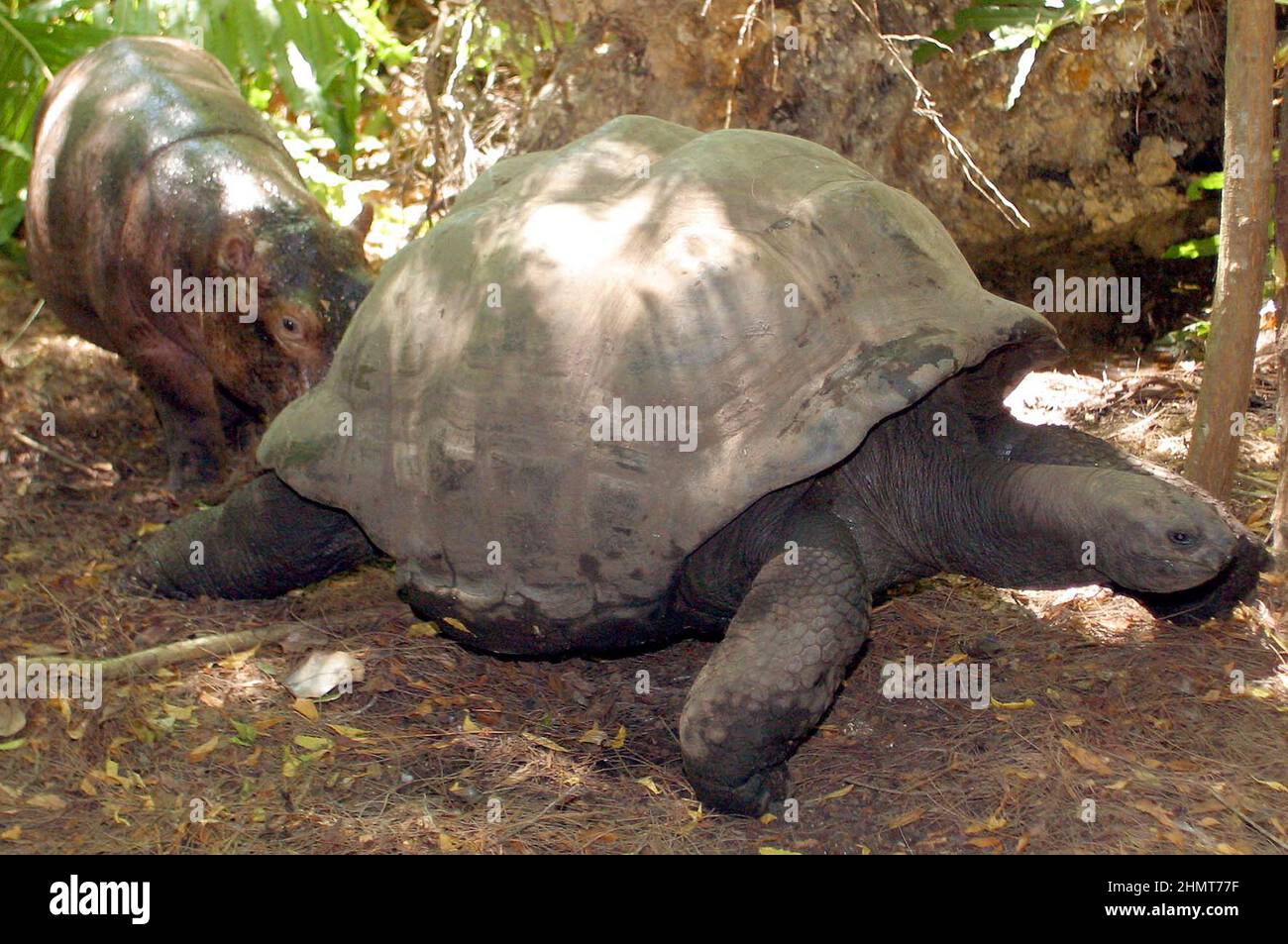 OWEN AND MZEE ON THEIR WAY TO THE MUDBATH. BABY HIPPO OWEN WHO WAS ...