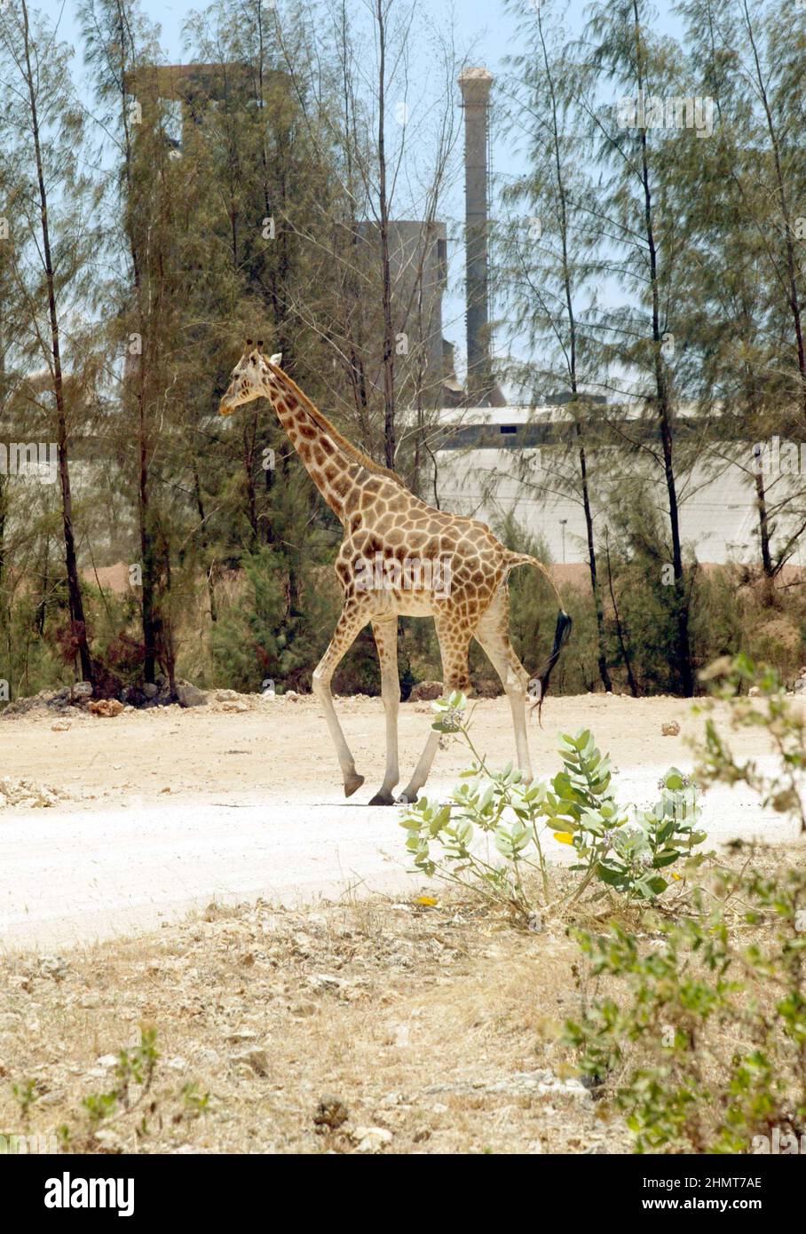 PICTURE OF WILD GIRAFFE WITH IN REAR THE BAMBURI CEMENT FACTORY. THE ...