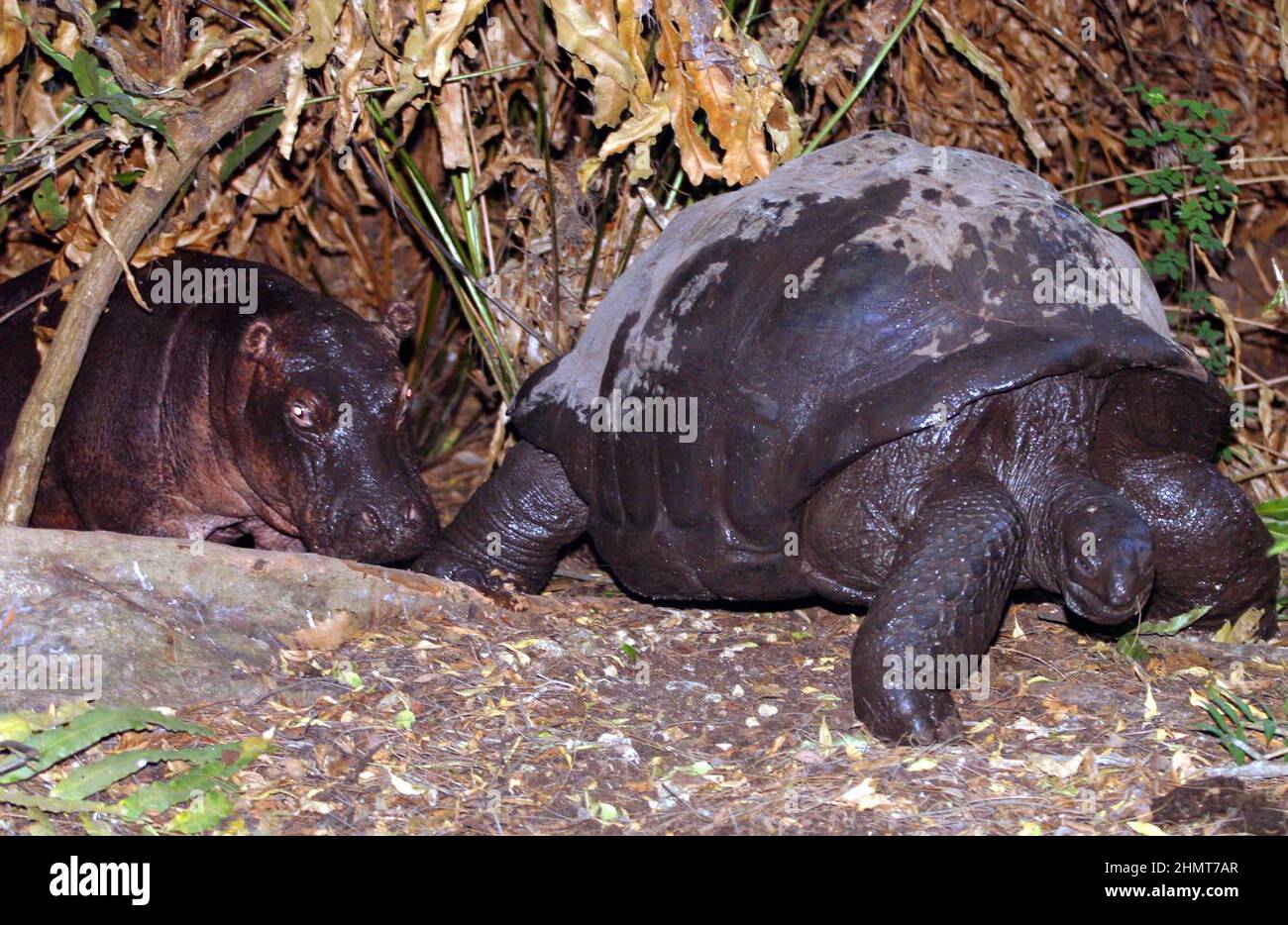 Baby hippo and tortoise hi-res stock photography and images - Alamy