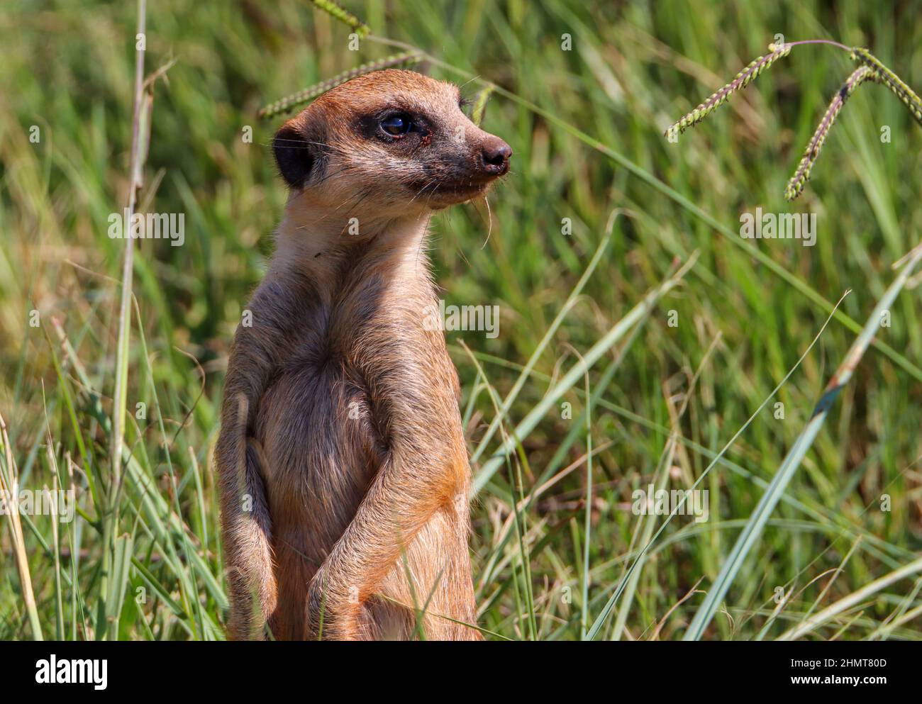 Meerkat, South Africa Stock Photo - Alamy