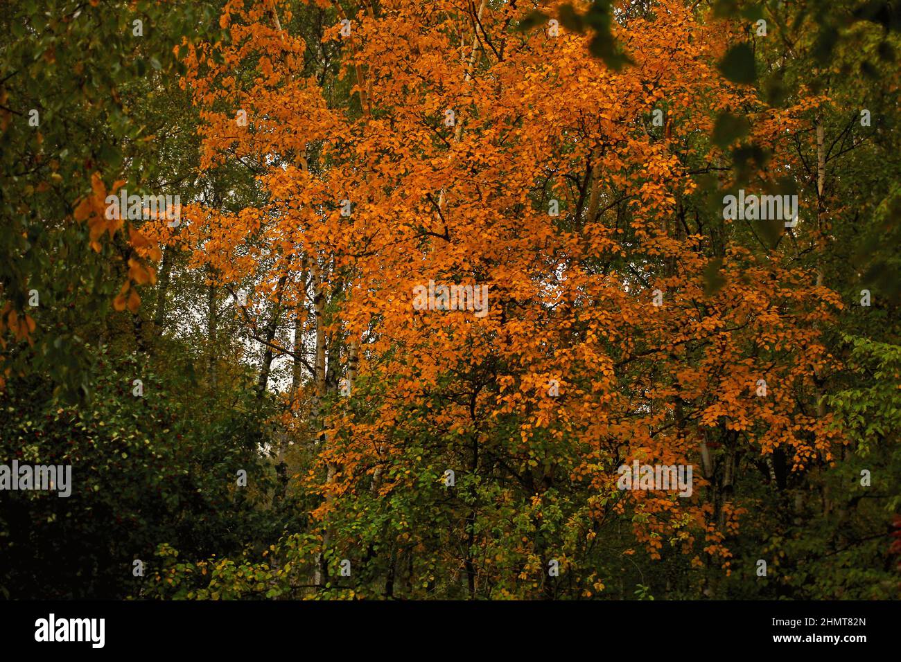 Red autumn tree in hi-res stock photography and images - Alamy