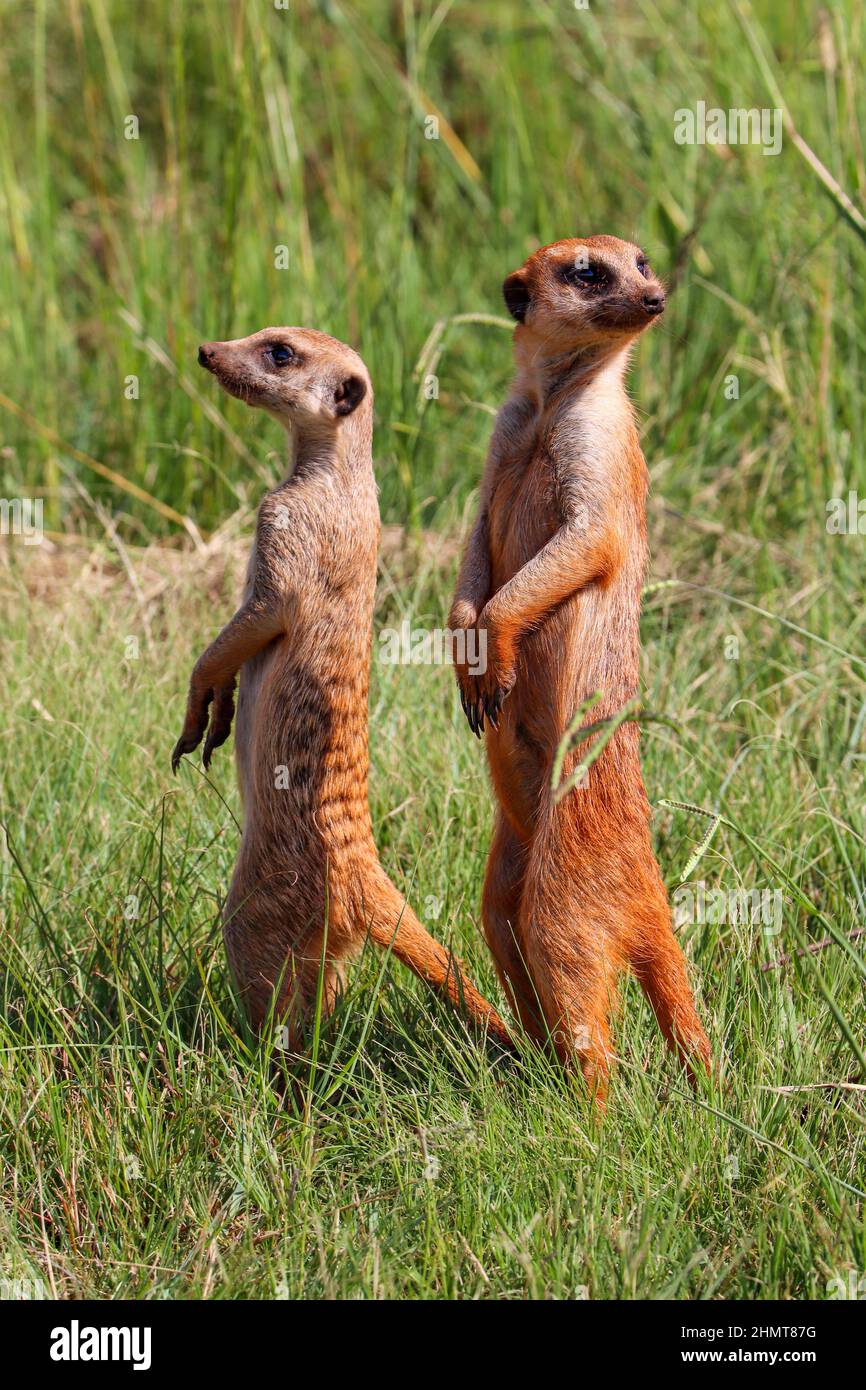 Meerkat, South Africa Stock Photo - Alamy