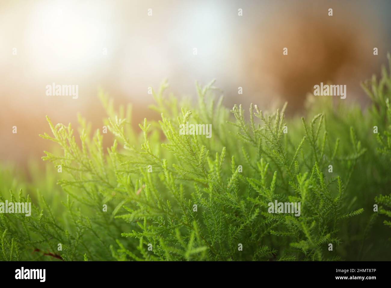 Abstract green background with green plant Stock Photo - Alamy