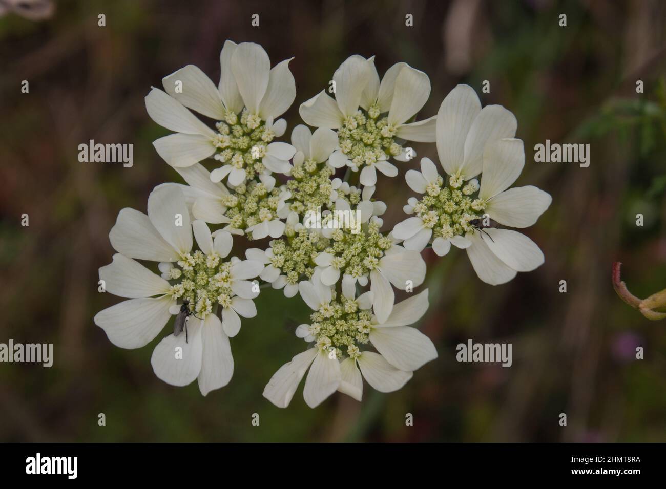 Closeup shot of the Achillea millefolium flower on the blurry ...