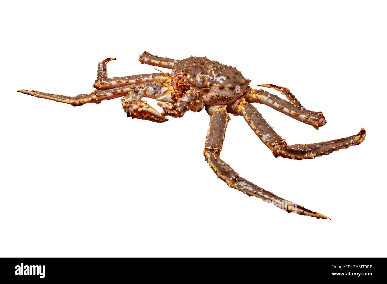 Raw alive kamchatka crab Paralithodes camtschatica isolated on white ...