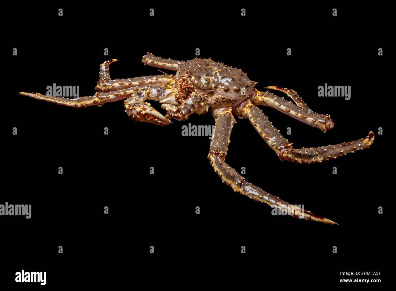 Raw live Kamchatka crab Paralithodes camtschatica, isolated on a black ...