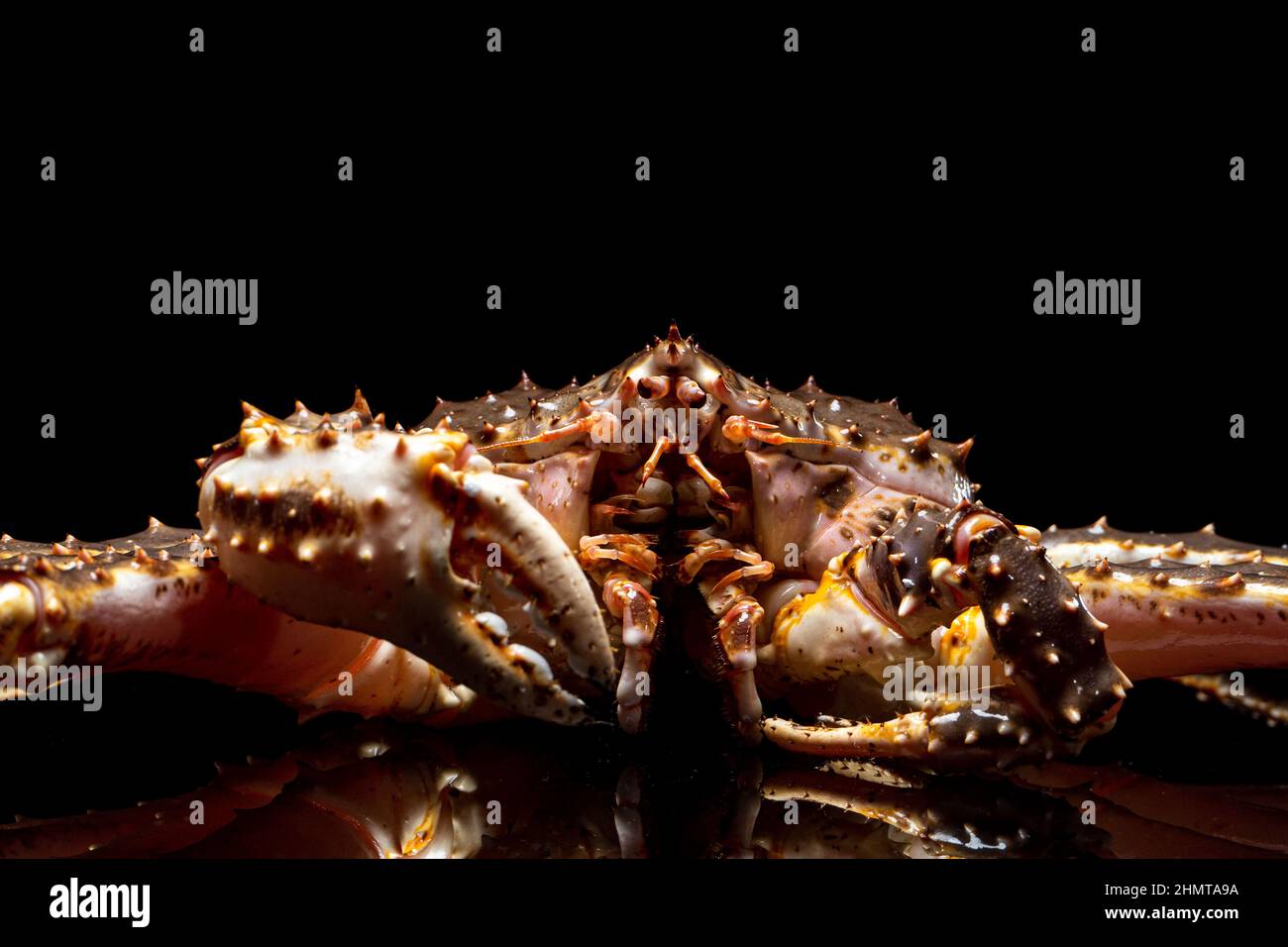 Raw live Kamchatka crab Paralithodes camtschatica, isolated on a black ...