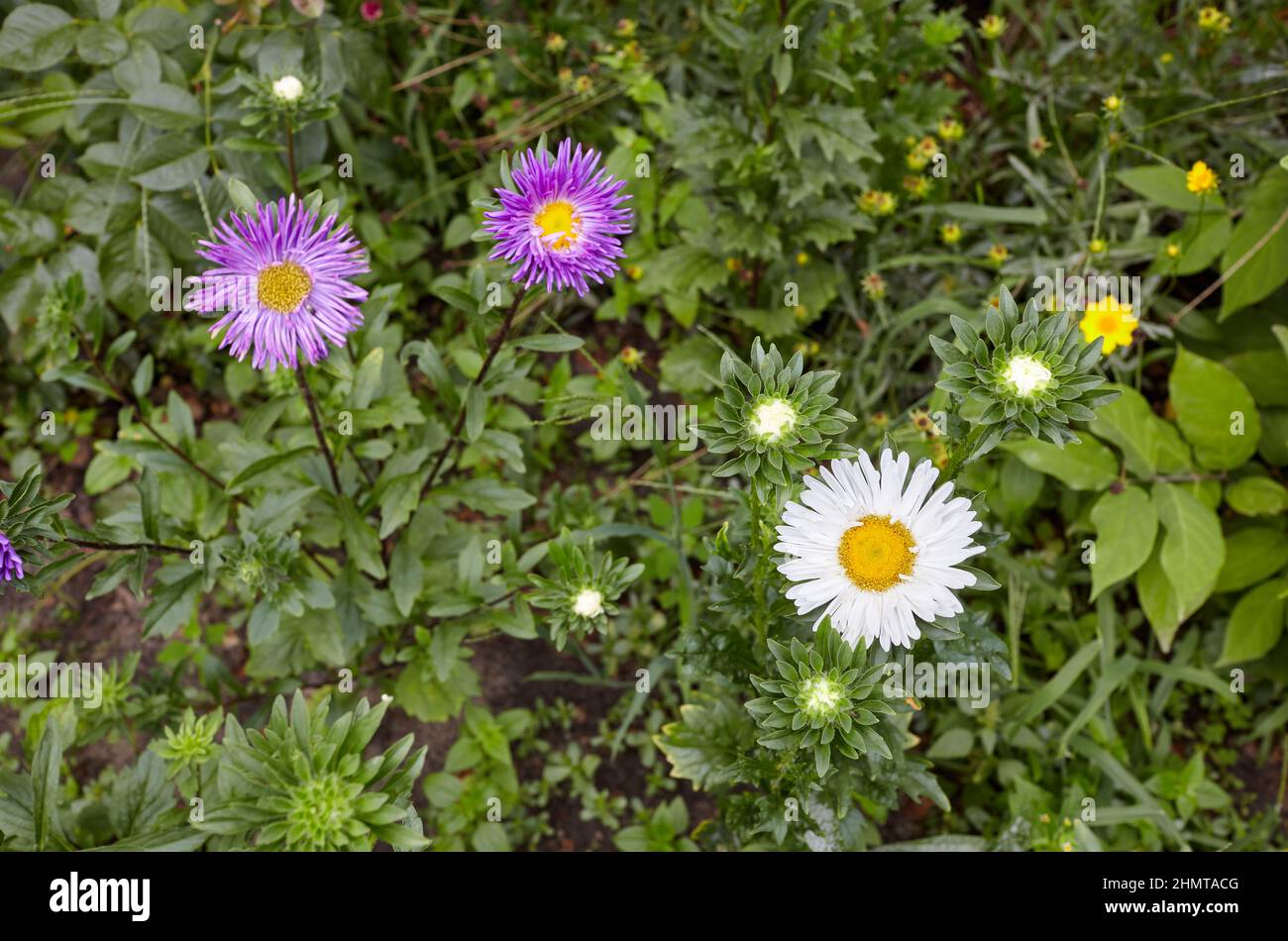 Aster family flower plant hi-res stock photography and images - Alamy