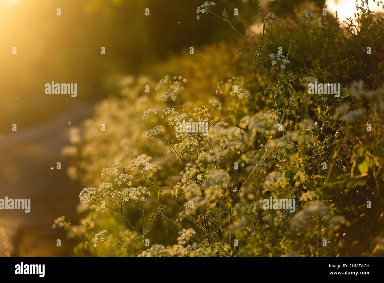 English countryside in May Stock Photo - Alamy
