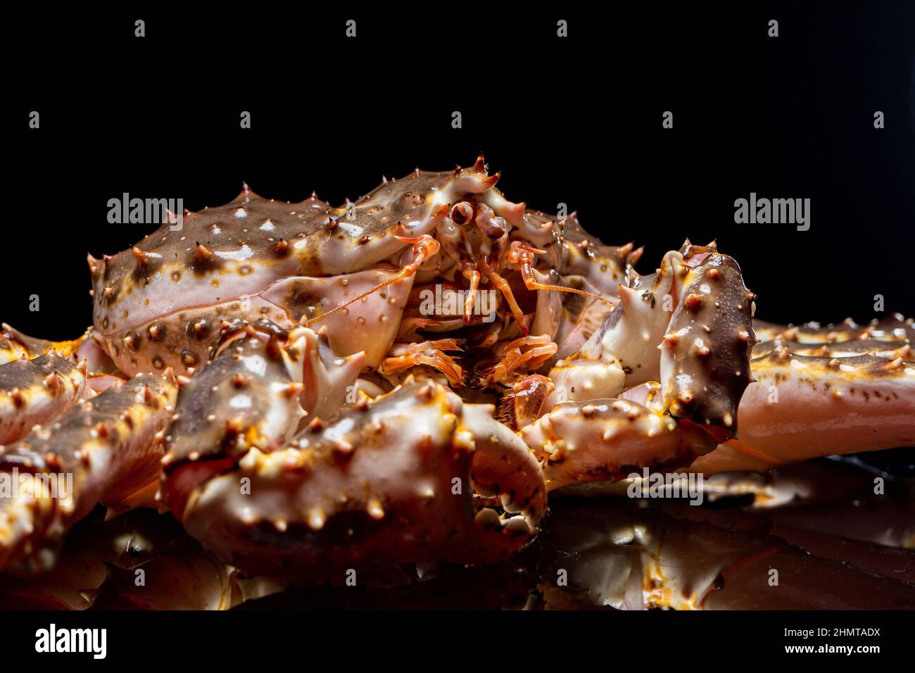 Paralithodes camtschatica hi-res stock photography and images - Alamy