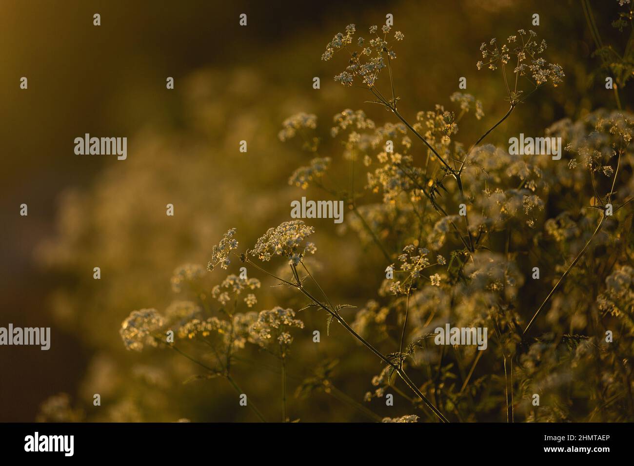 English countryside in May Stock Photo - Alamy