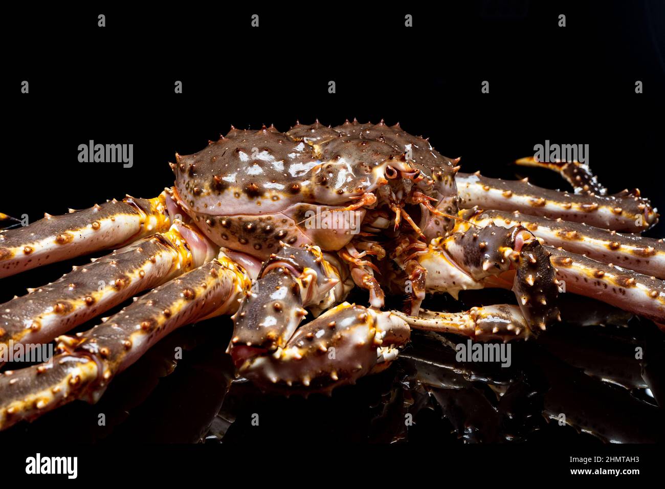 Raw live Kamchatka crab Paralithodes camtschatica, isolated on a black ...