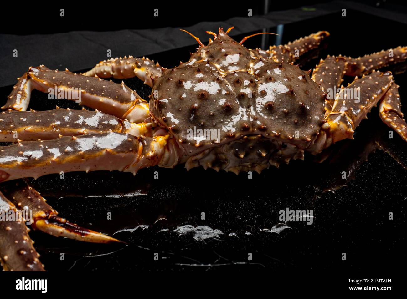 Raw live Kamchatka crab Paralithodes camtschatica, isolated on a black ...
