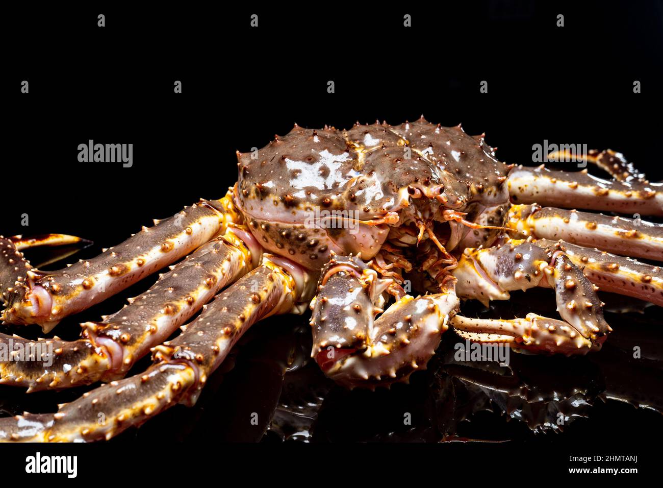 Paralithodes camtschatica hi-res stock photography and images - Alamy