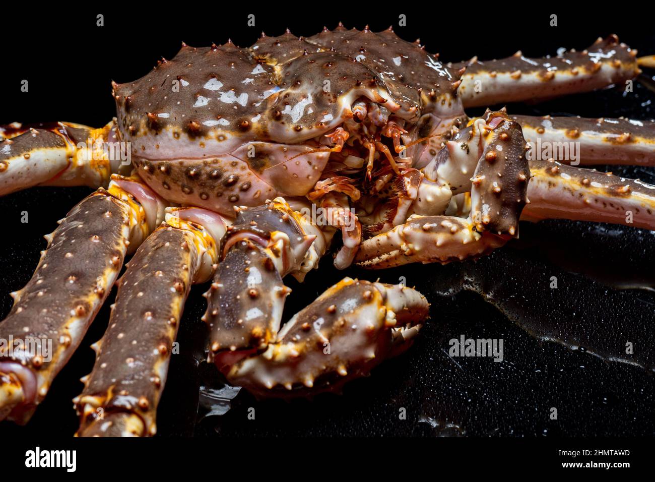 Raw live Kamchatka crab Paralithodes camtschatica, isolated on a black ...