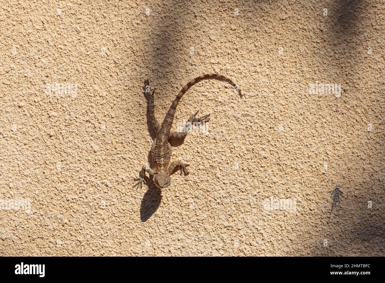 adult lizard roughtail Rock Agama (Stellagama stellio) on a stone wall ...
