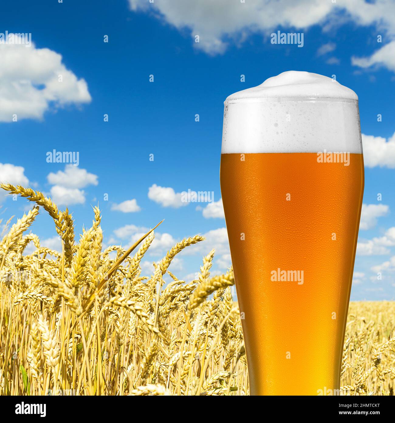 wheat beer with dew drops Stock Photo - Alamy