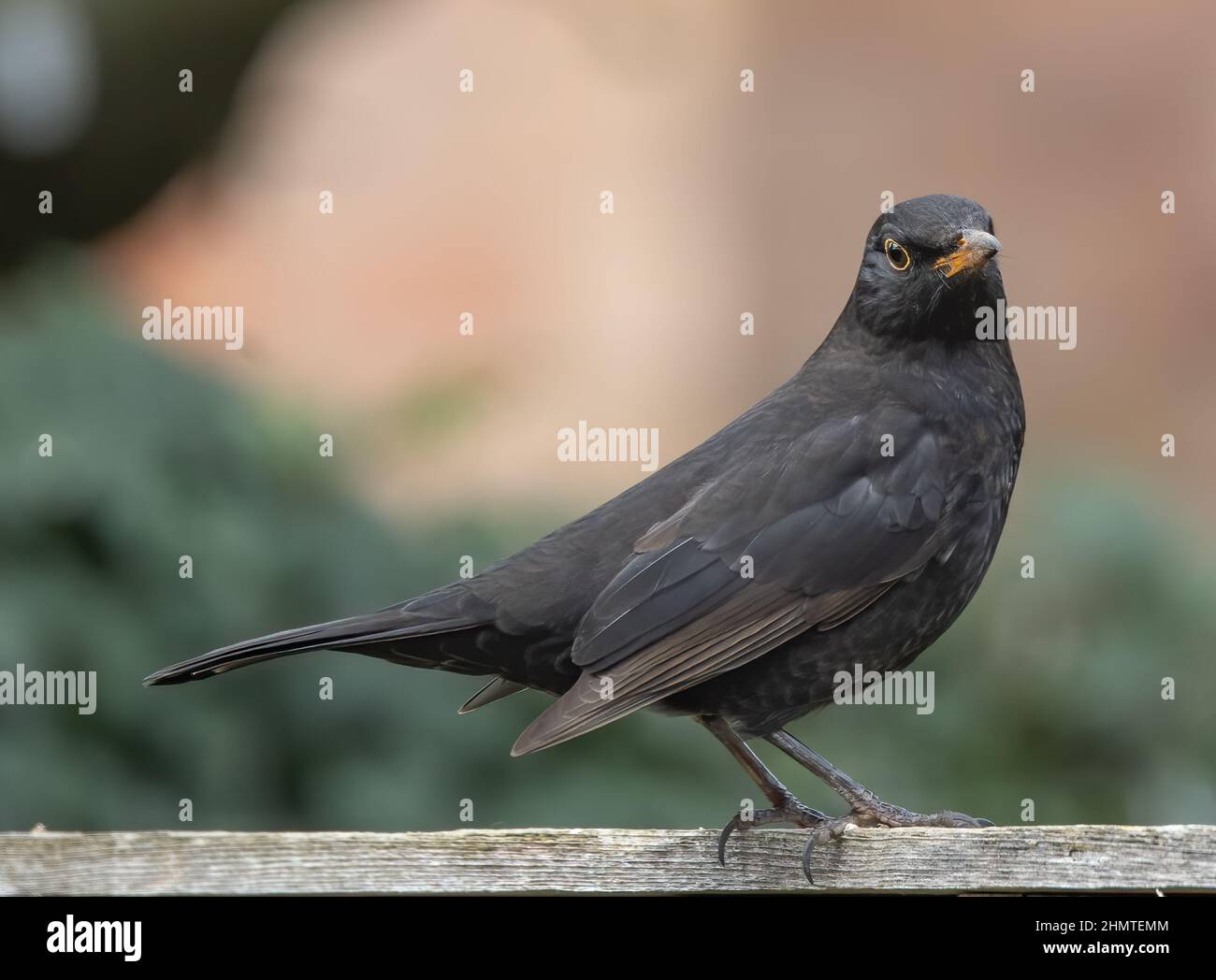 Common blackbird (Turdus merula), a species of true thrush Stock Photo ...