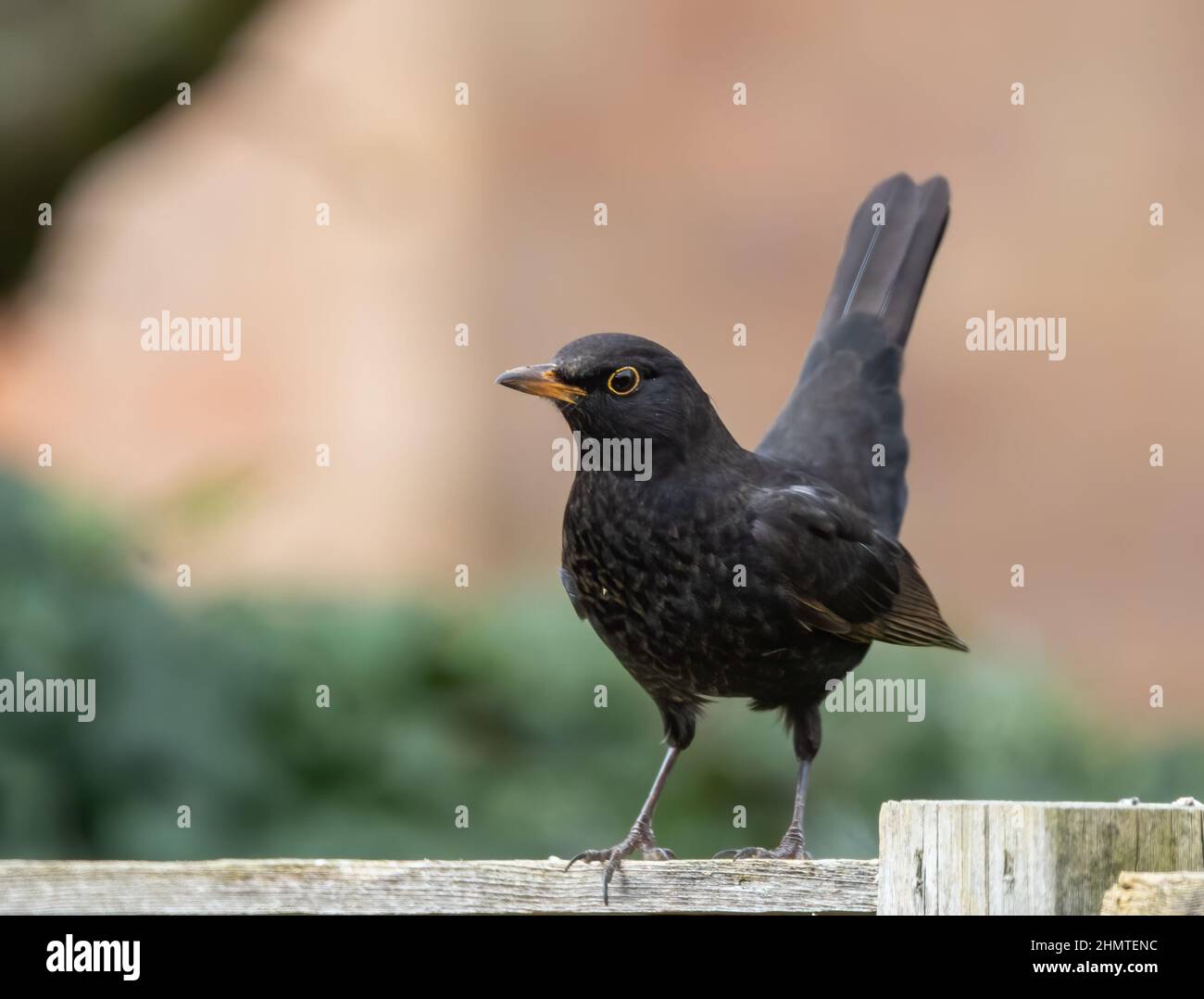 Common blackbird (Turdus merula), a species of true thrush Stock Photo ...