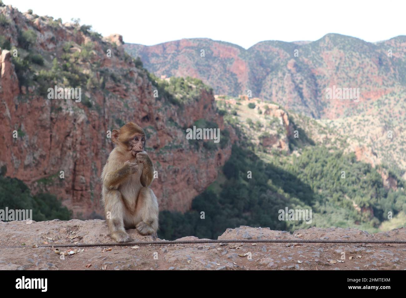 View of a cute small monkey on a rock and mountains in a background ...