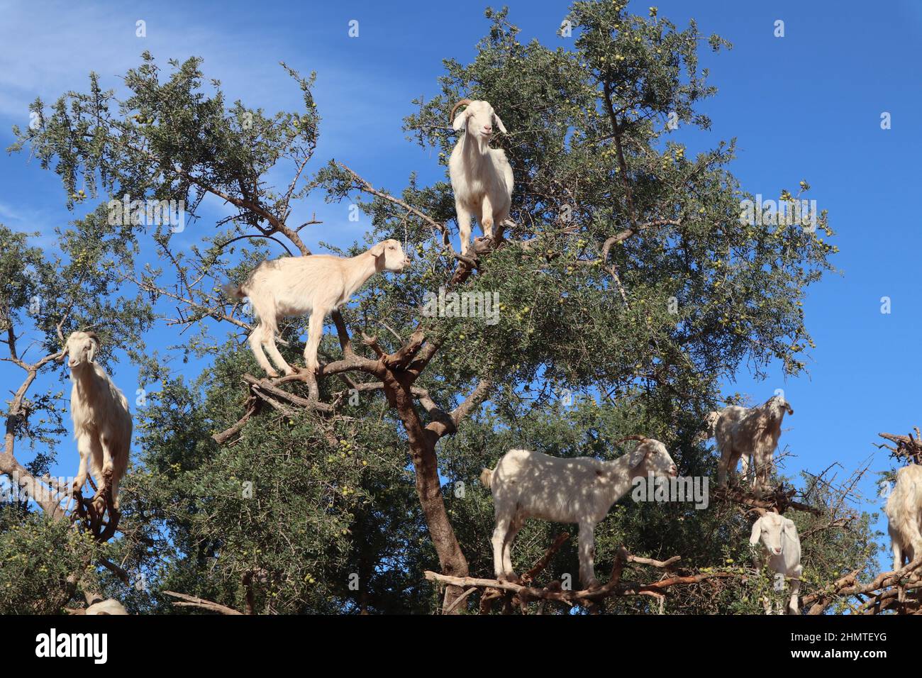 Goats under sun hi-res stock photography and images - Alamy