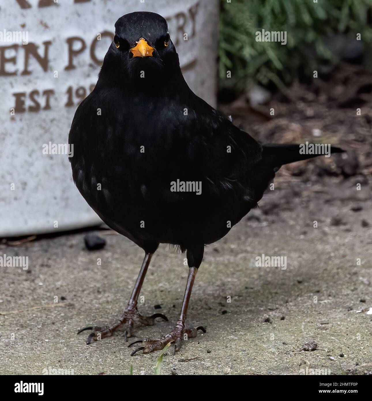 Common blackbird (Turdus merula), a species of true thrush Stock Photo ...