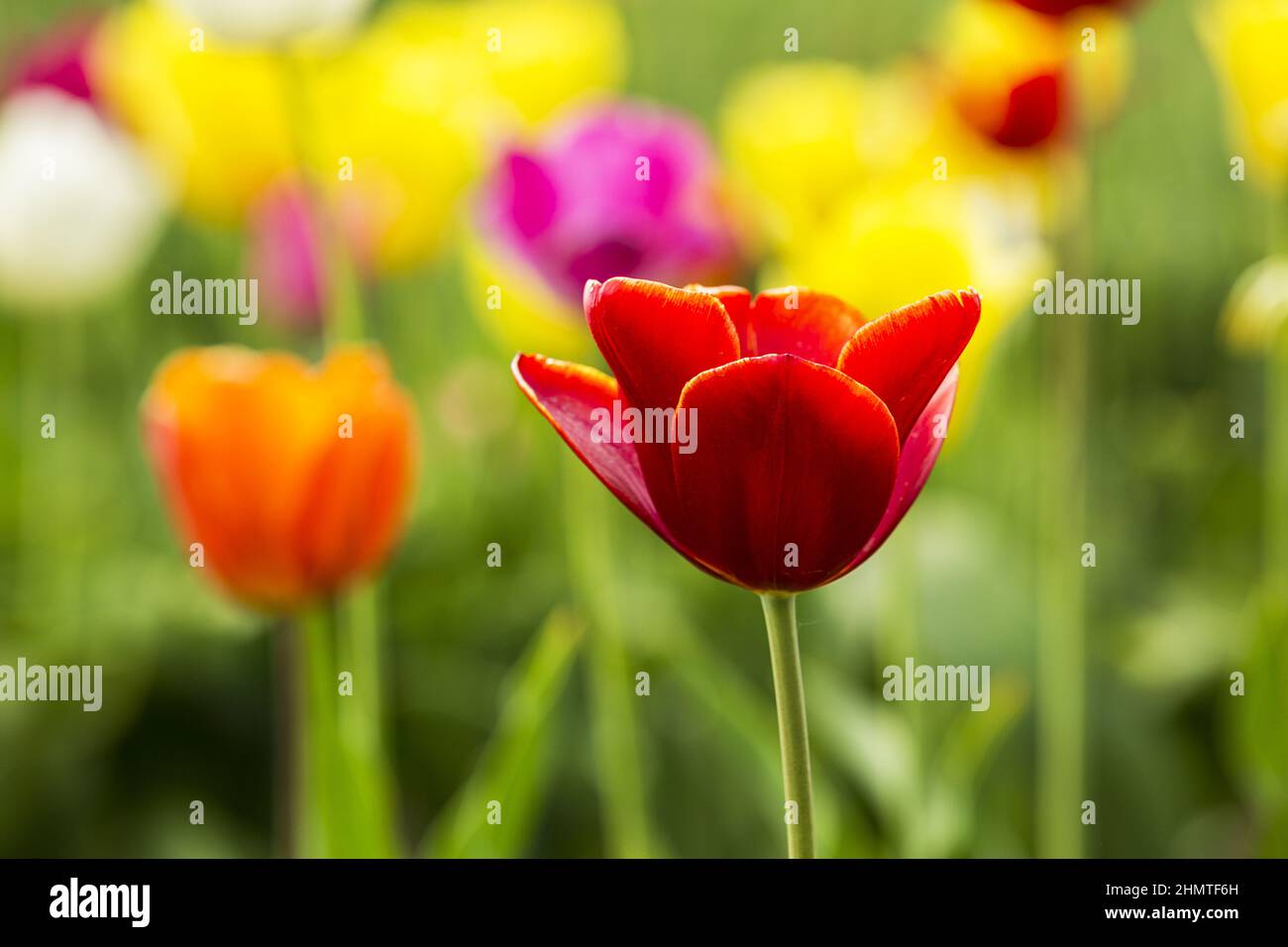 Tulip Buds in Summer Stock Photo - Alamy