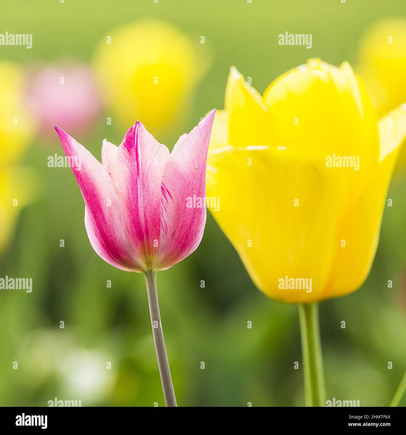 Tulip Buds in Summer Stock Photo - Alamy