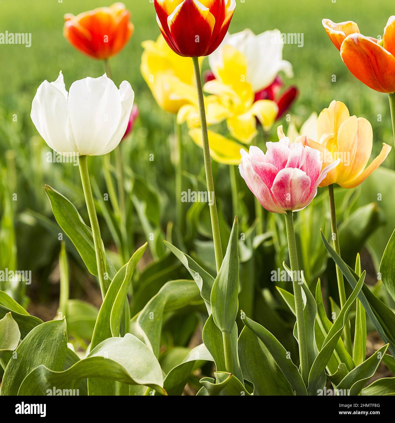 Colorful tulip flowers in a field Stock Photo - Alamy