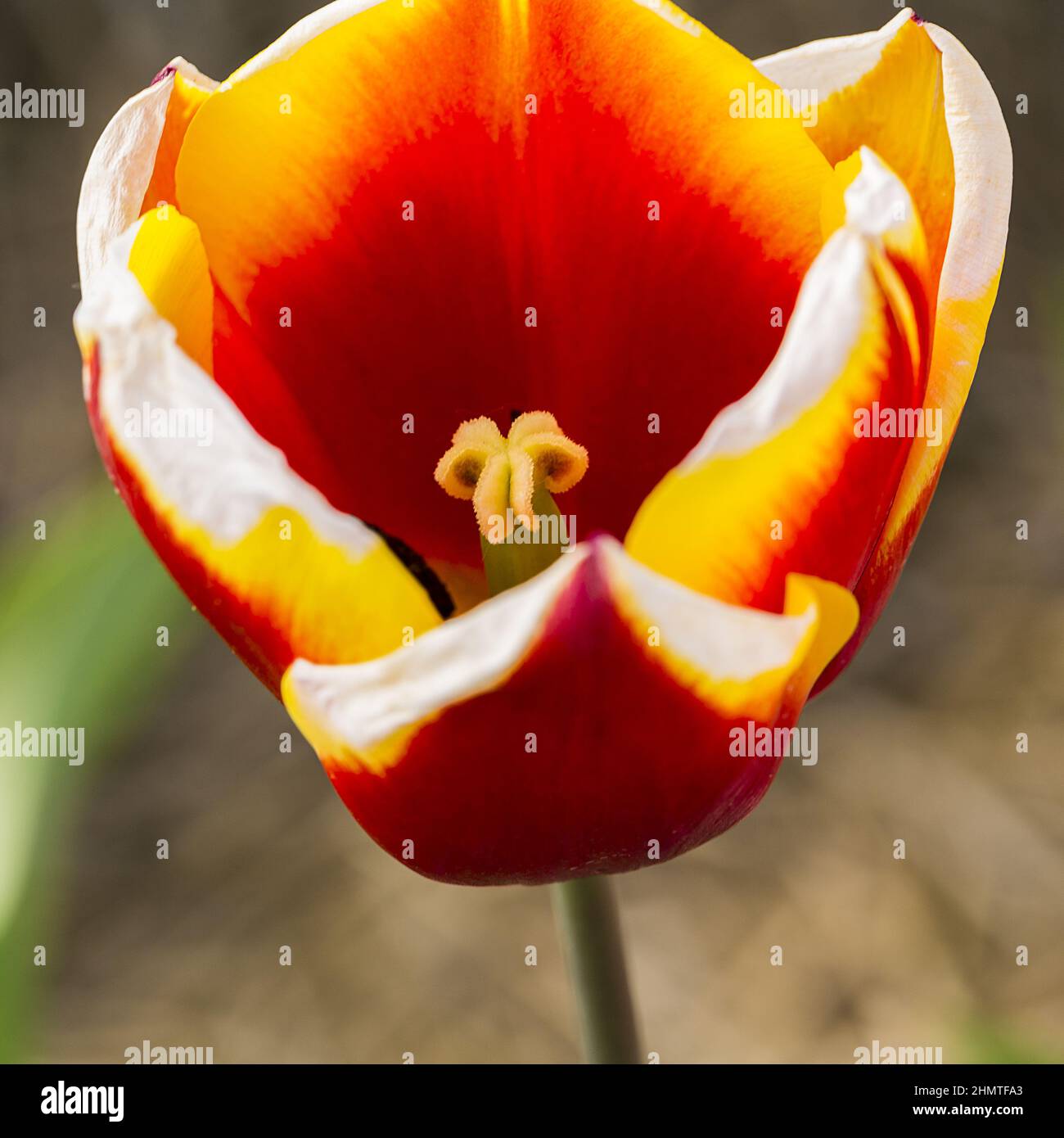 Tulip flower macro Stock Photo - Alamy