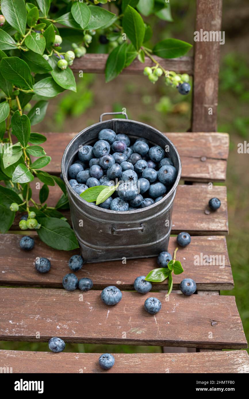 Sweet blueberries grown in the backyard garden. Picking blueberries ...
