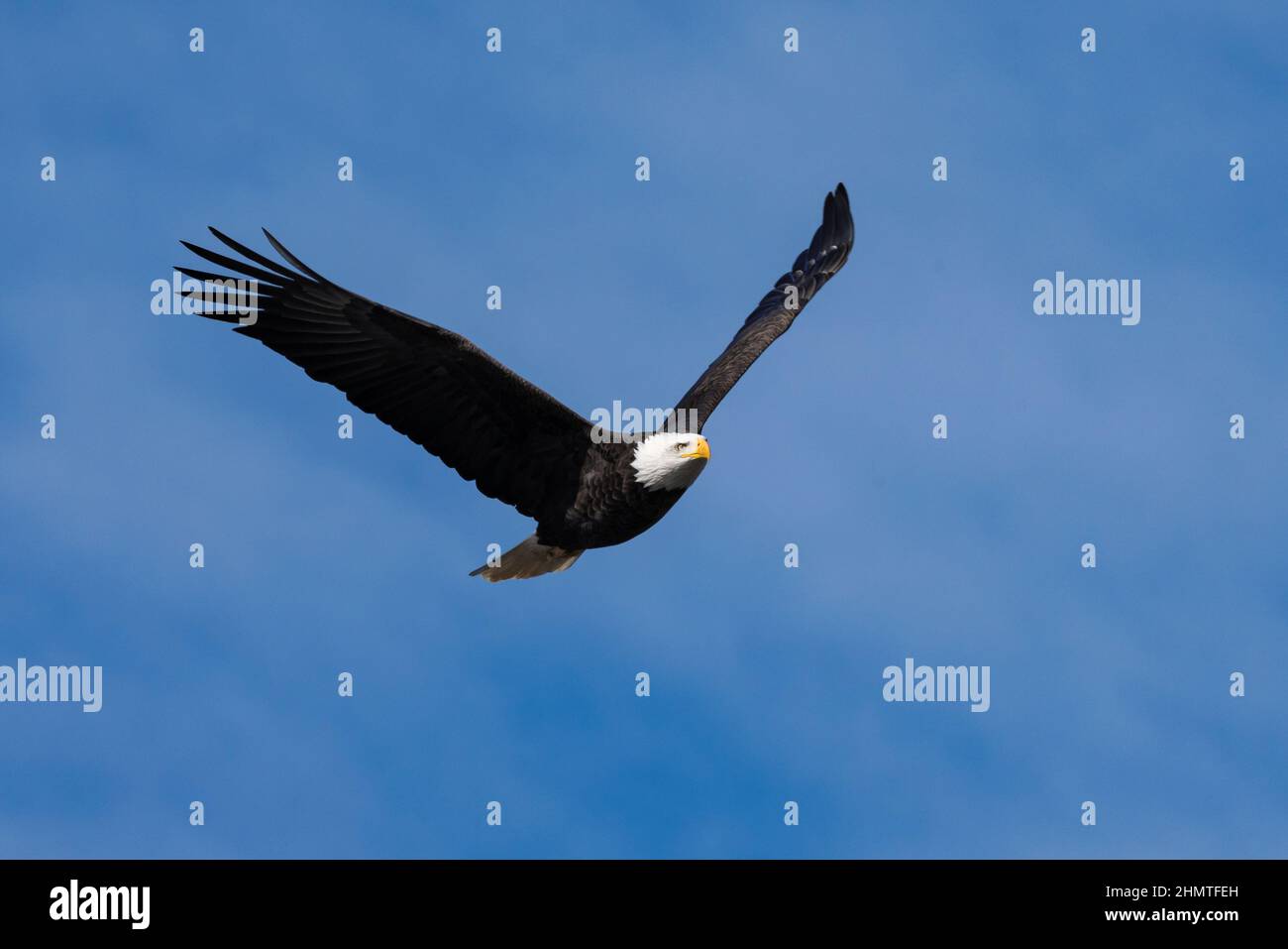 Bald Eagle Soaring with Wings Spread Stock Photo - Alamy