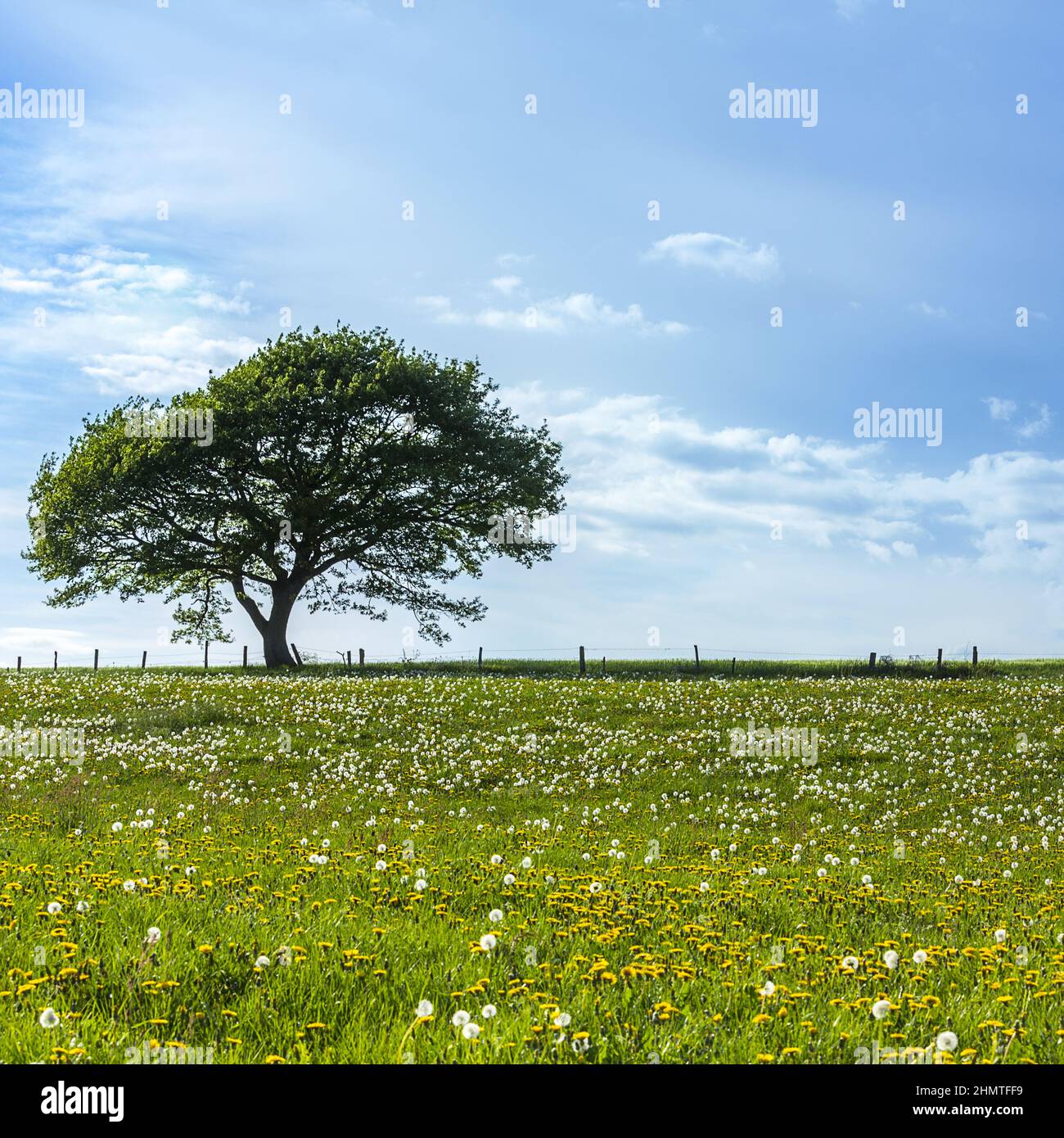 oak tree on a hill with dandelion meadow and Blue Sky at spring in the ...