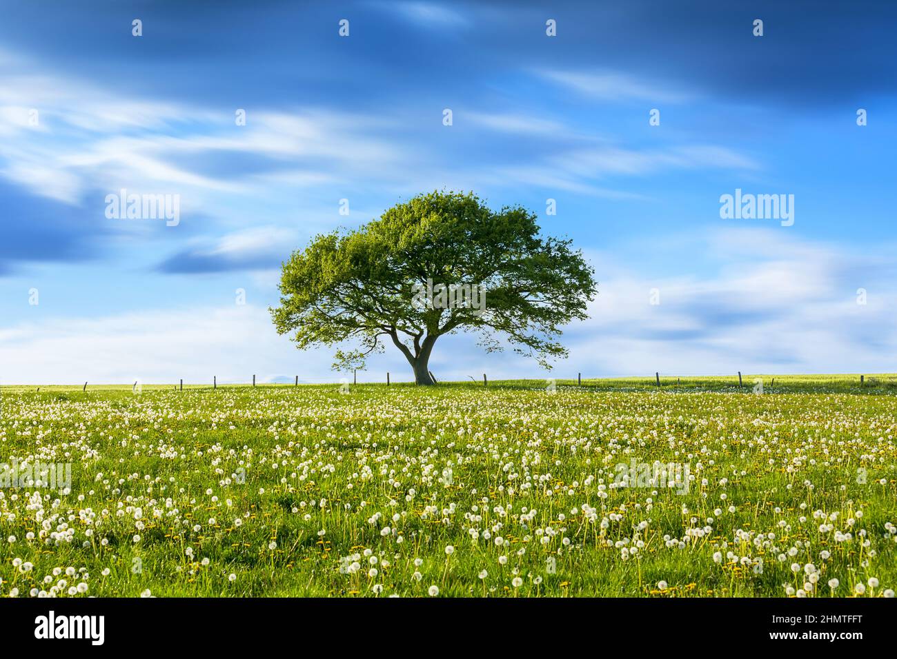 Alone Old oak tree on dandelion meadow with Blue cloudy Sky at spring ...