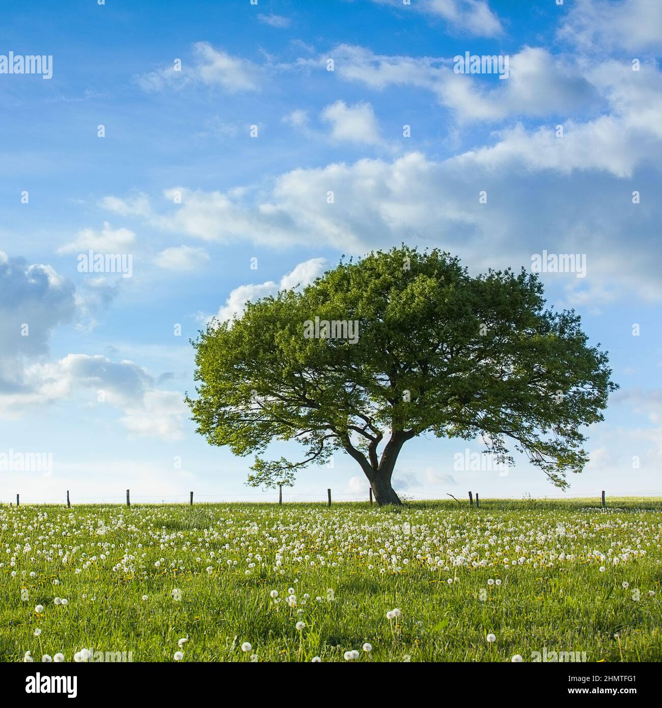 Alone Old oak tree on dandelion meadow with Blue cloudy Sky at summer ...