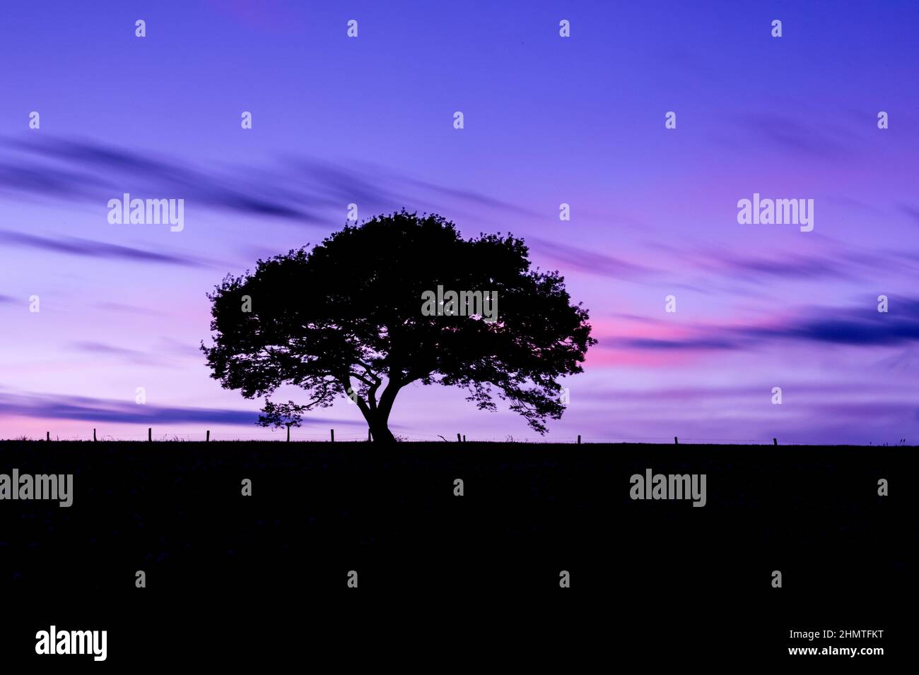 Old tree silhouette on a hill at a colorful sunset in spring at the ...