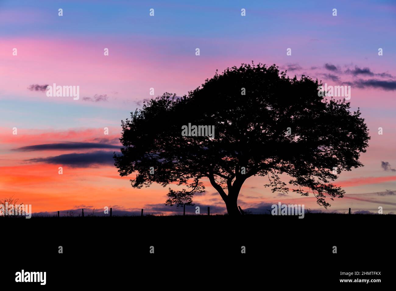 Old oak tree silhouette on a hill at a colorful sunset in summer Stock ...