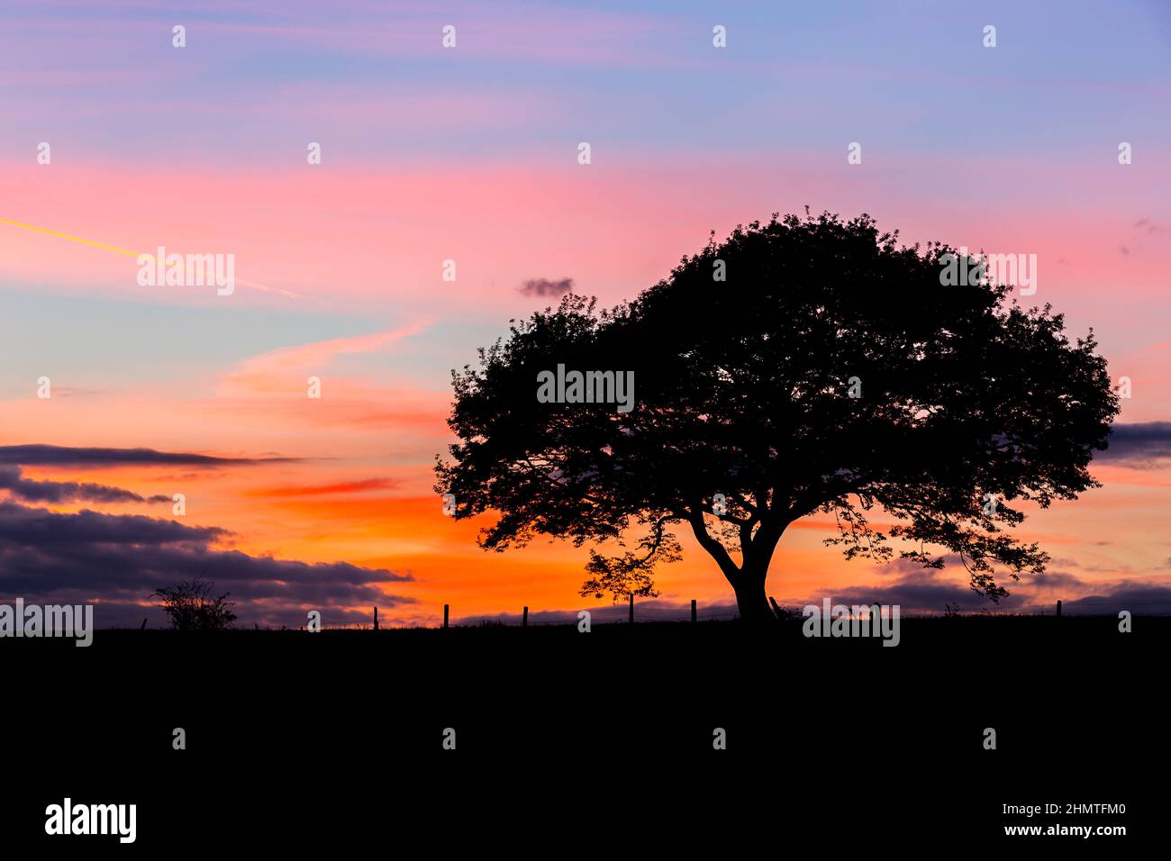 Old oak tree silhouette on a hill at a colorful sunset blue hour in ...