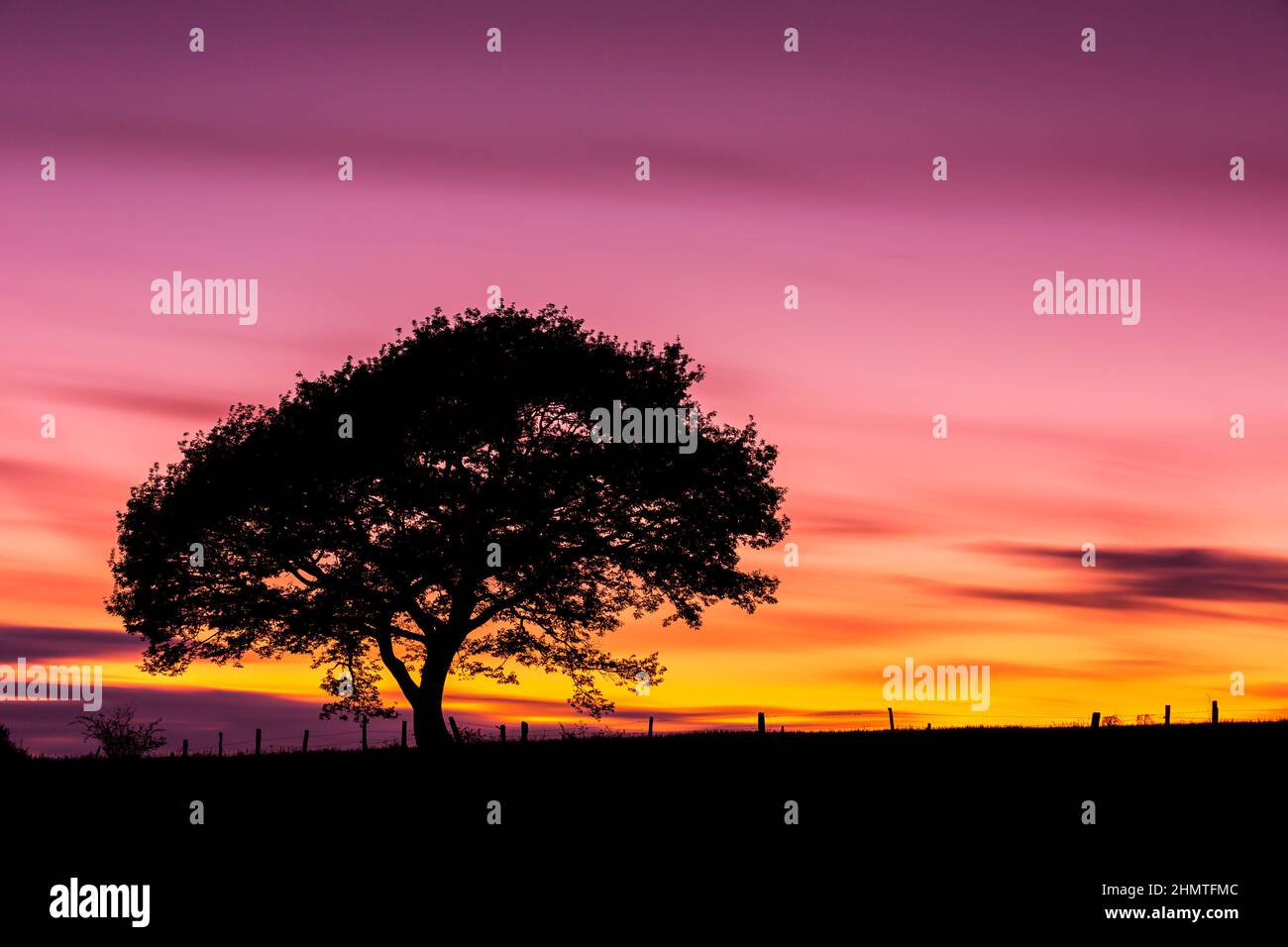 Old oak tree silhouette on colorful sunset in summer at the Eifel ...