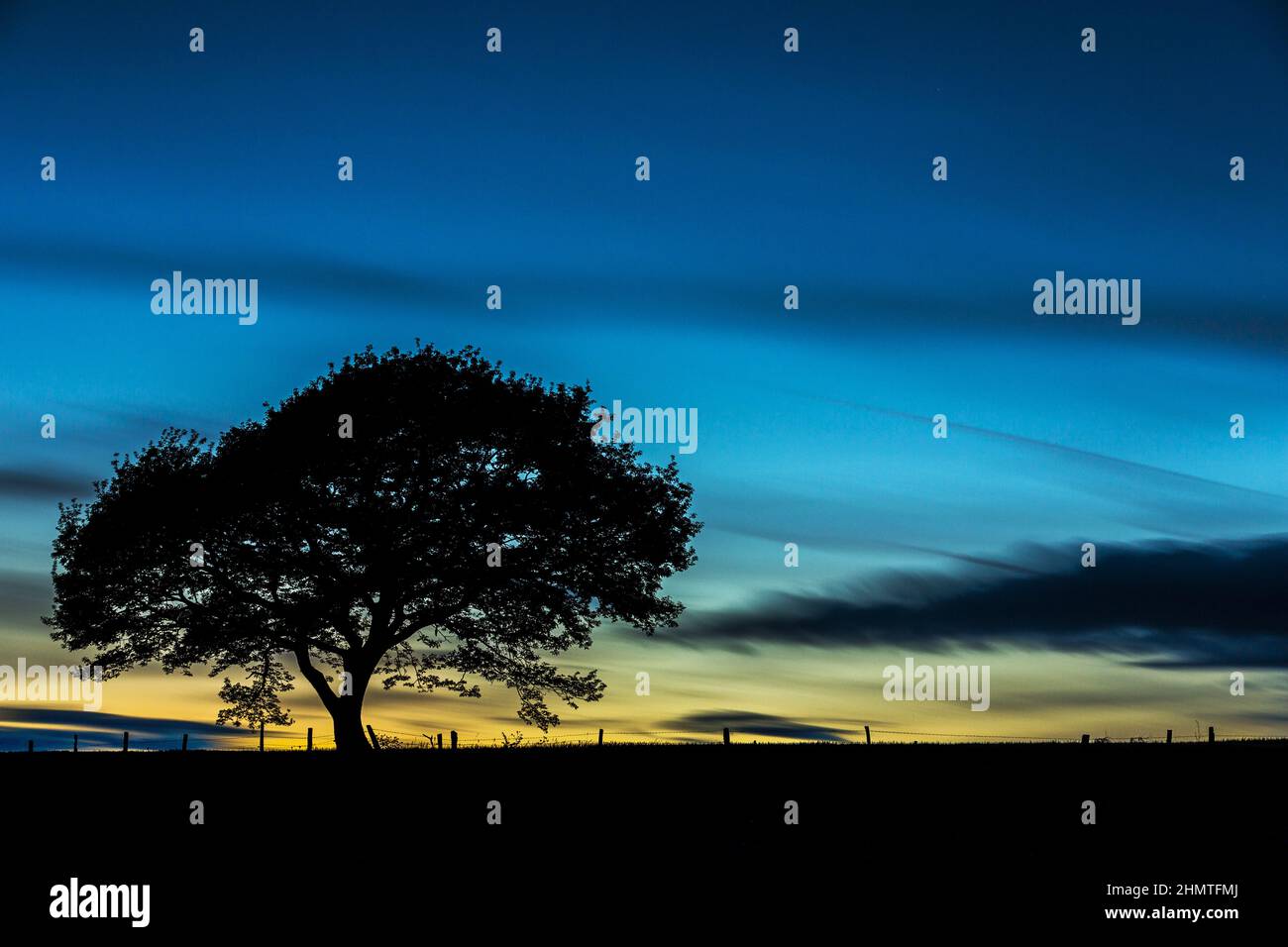 Old tree silhouette hi-res stock photography and images - Alamy