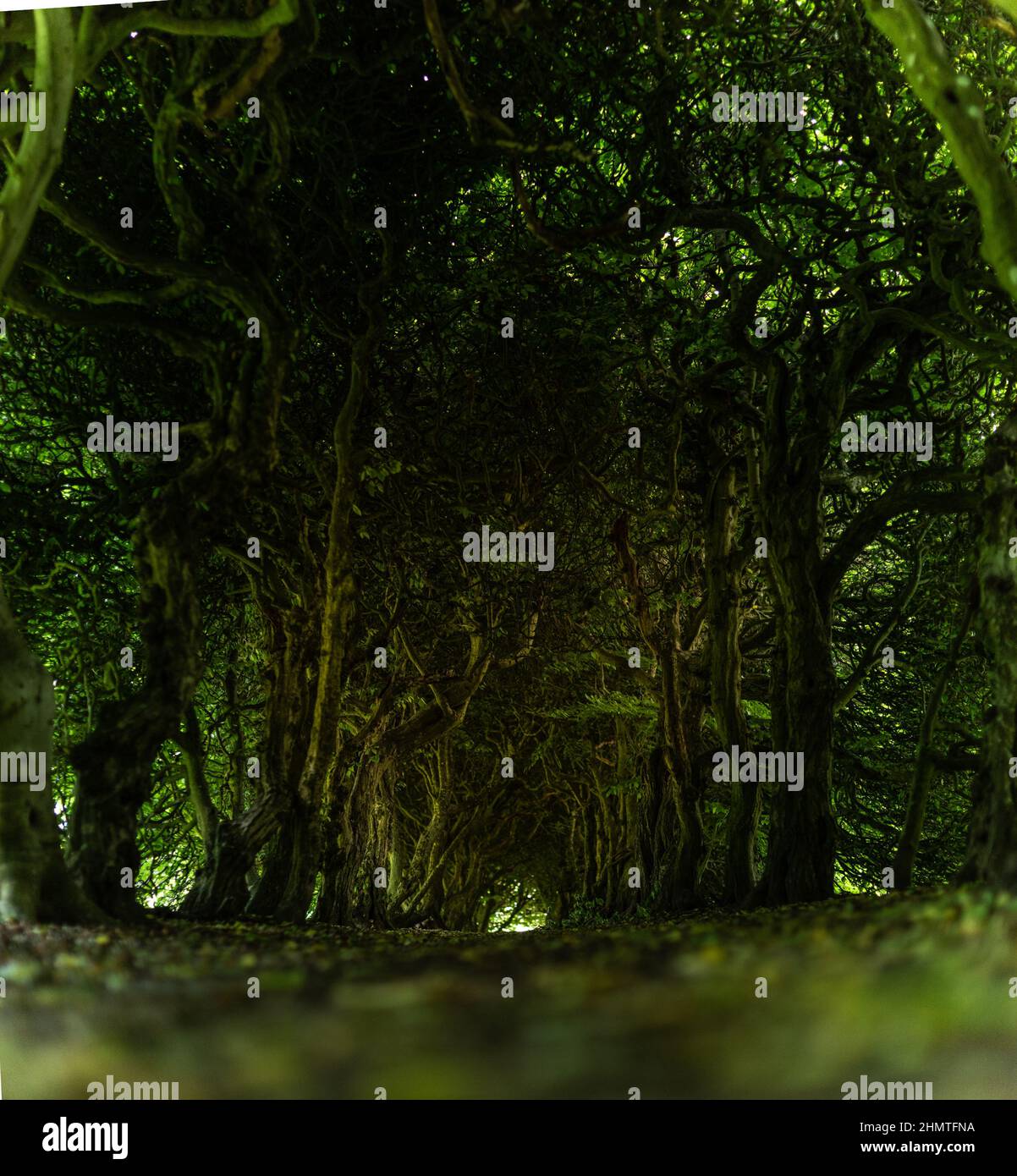 Ficus hedge hi-res stock photography and images - Alamy