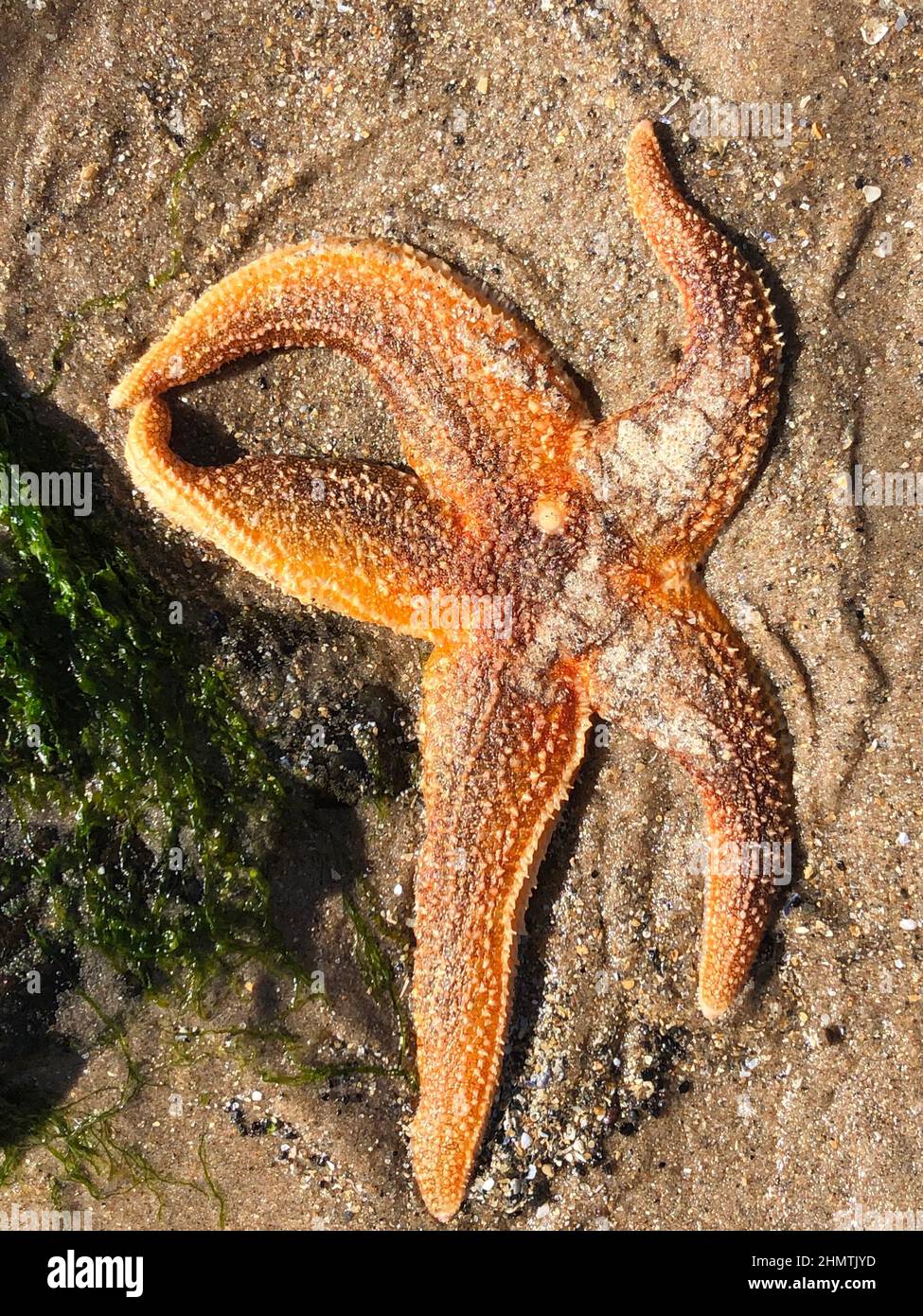 banff beach aberdeenshire scotland Stock Photo - Alamy