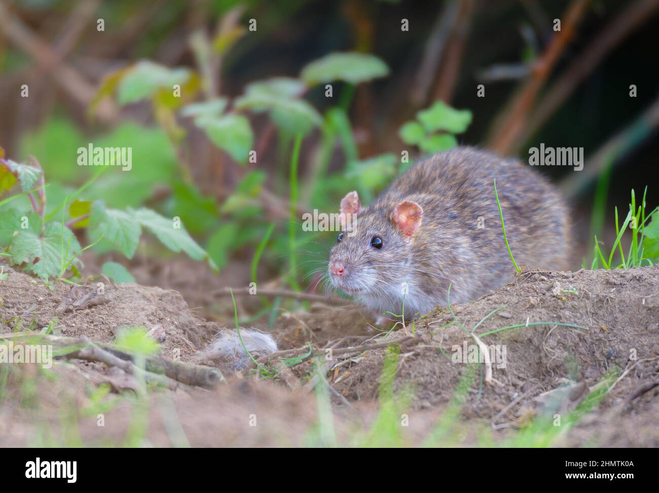 Brown Rat (Rattus norvegicus) sat amongst vegetation and on the lookout ...