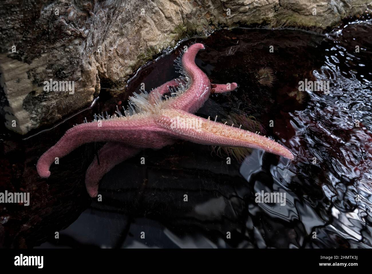 Pink fauna hi-res stock photography and images - Alamy