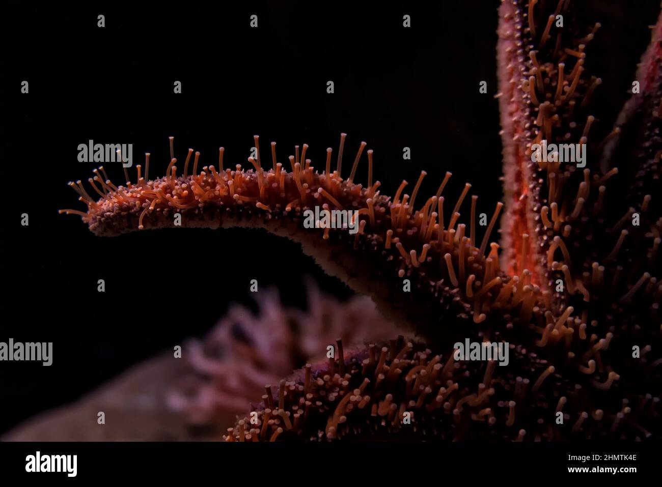 Tube feet starfish hi-res stock photography and images - Alamy