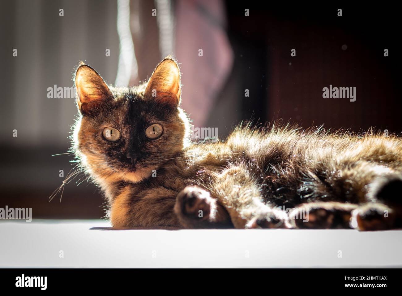 Domestic tortoiseshell brown cat laying on a floor, selective focus ...