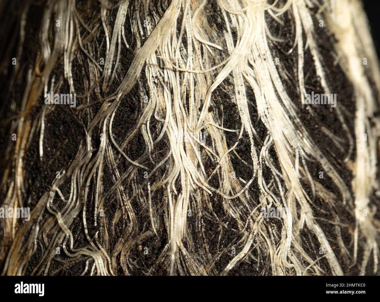 Roots Barley High Resolution Stock Photography and Images - Alamy