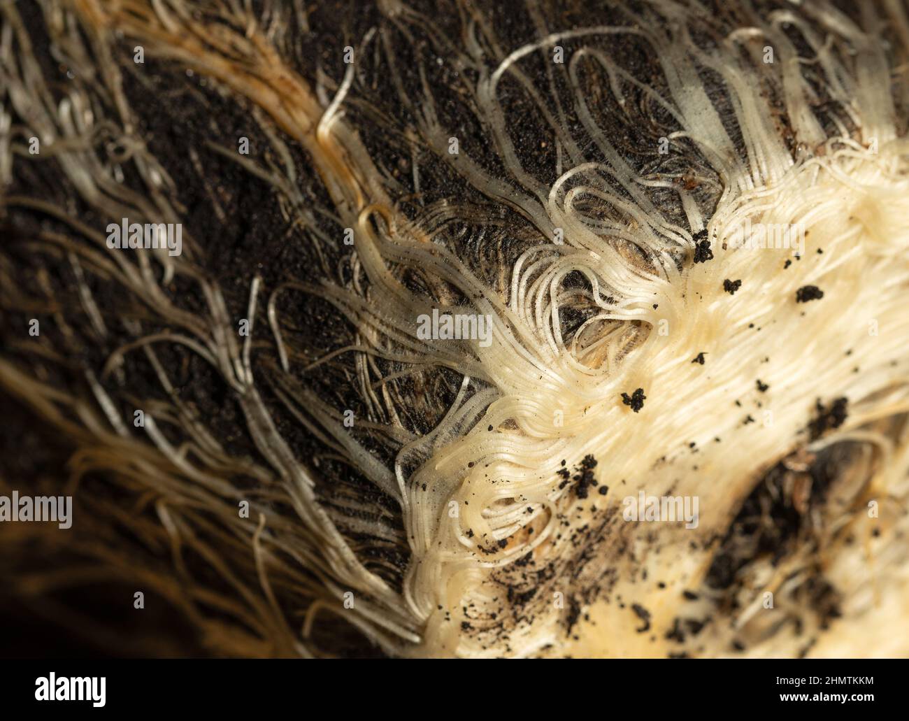 Cereal barley roots growing into black soil Stock Photo - Alamy