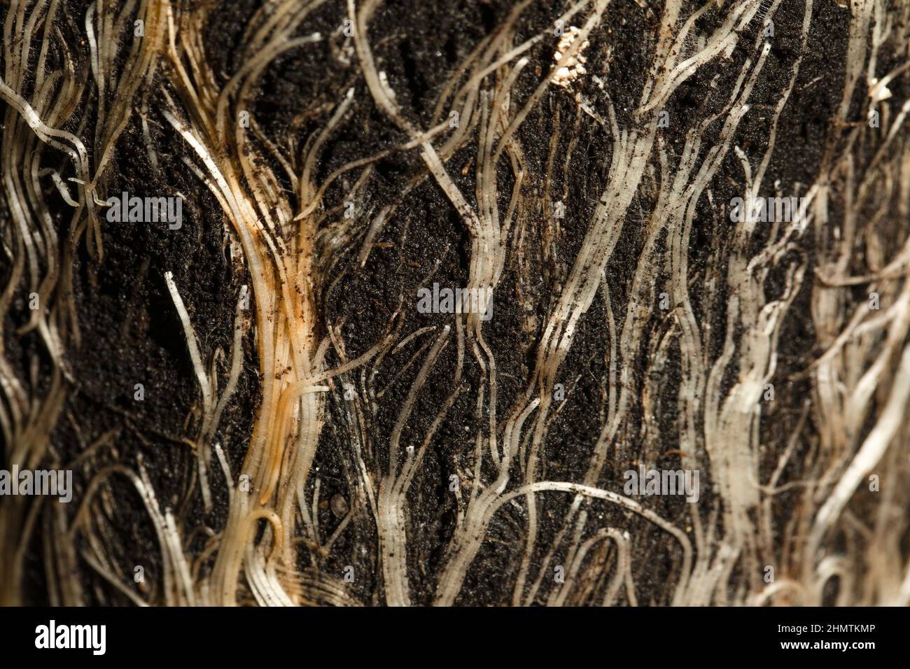 Roots Barley High Resolution Stock Photography and Images - Alamy