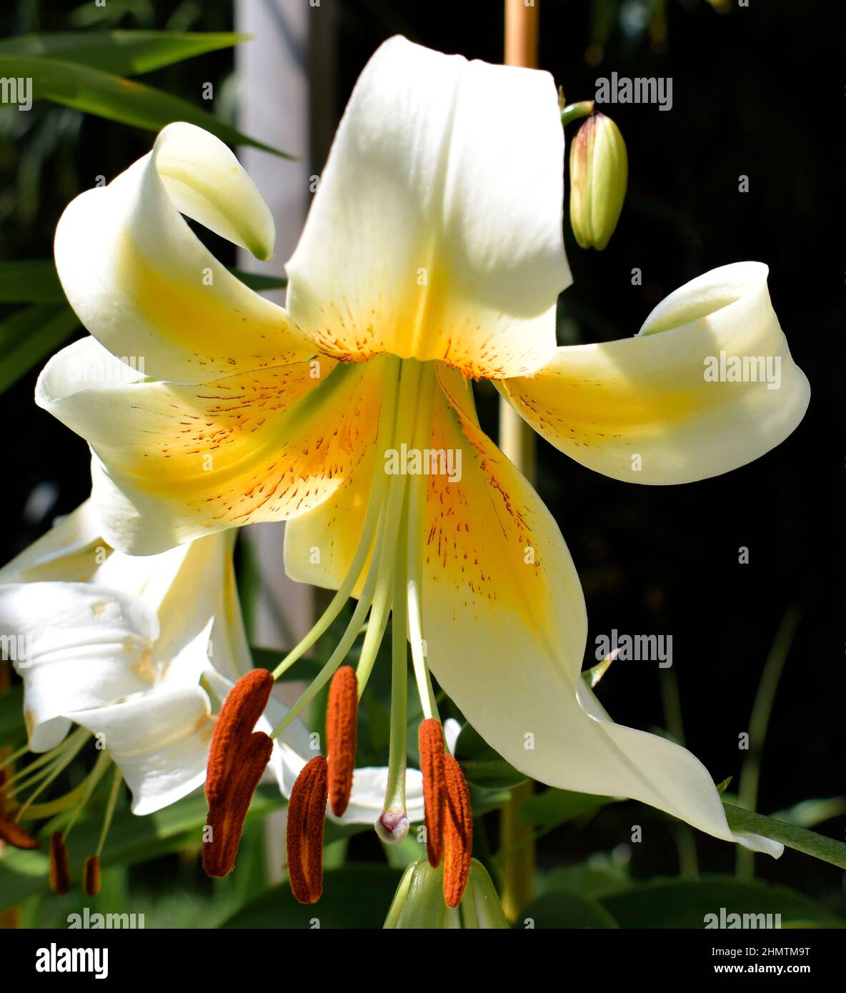 Lis oriental liliaceae hi-res stock photography and images - Alamy